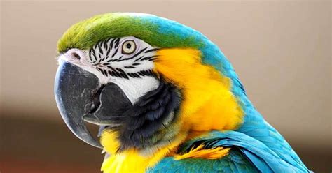 Macaw Adaptation Facts Survival Diet Living Traits Behavior Birdbaron