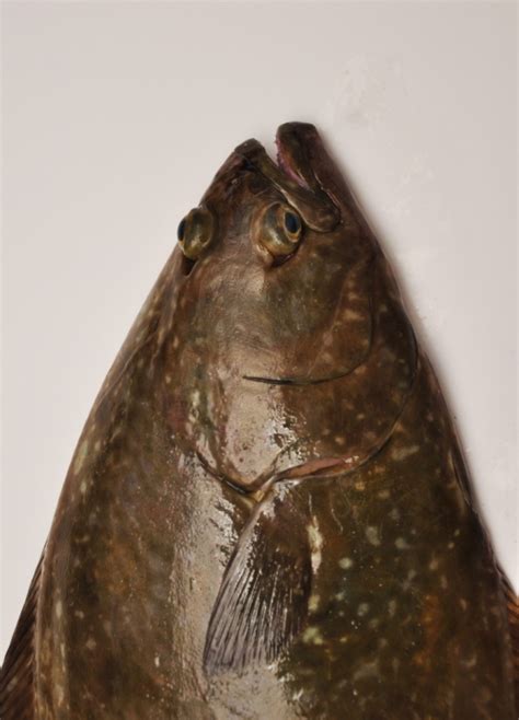Hippoglossus Hippoglossus Atlantic Halibut