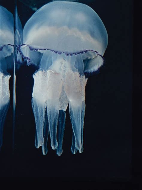Cnidaria