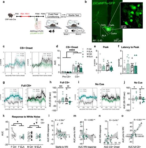 Central Amygdala Crf Neurons Promote Heightened Threat Reactivity