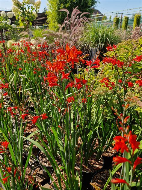 Centrum Ogrodnicze Kalisiak Kobyłka