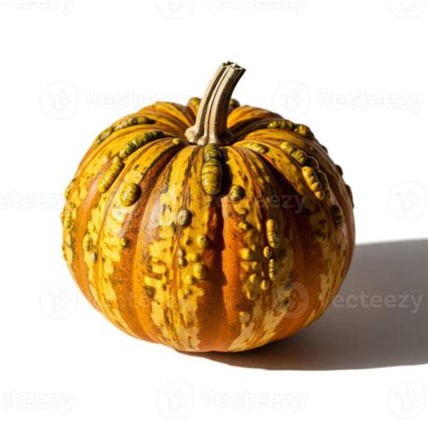 Yellow And Brown Striped Gourd With Bumpy Texture Isolated On White