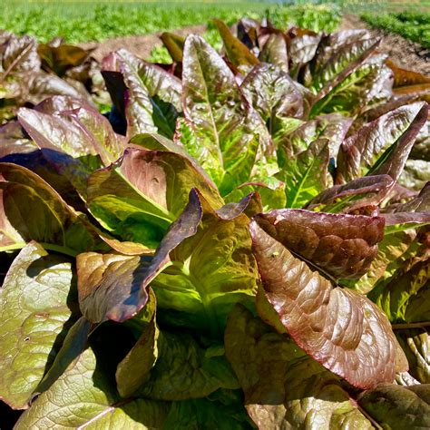 Lettuce ⁃ Organic Seed Devils Ears Summertime Seed Co