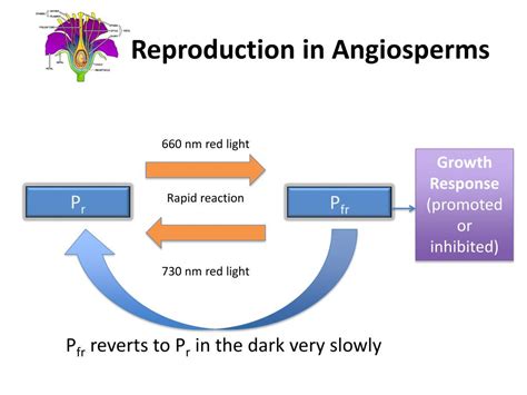 Ppt Reproduction In Angiosperms Powerpoint Presentation Free Download Id