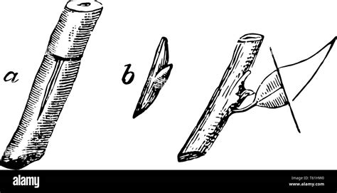 Budding Into Leaf Stock Vector Images Alamy