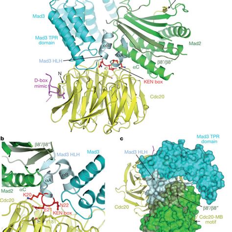 Pdf Structure Of The Mitotic Checkpoint Complex
