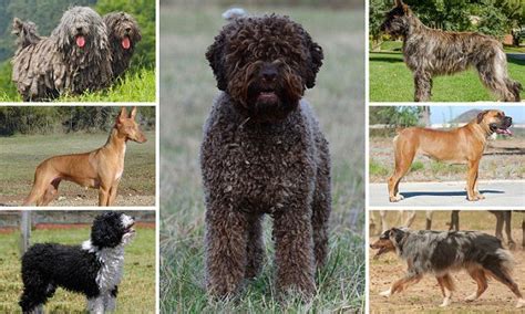 Seven New Dog Breeds To Be Unveiled By American Kennel Club American
