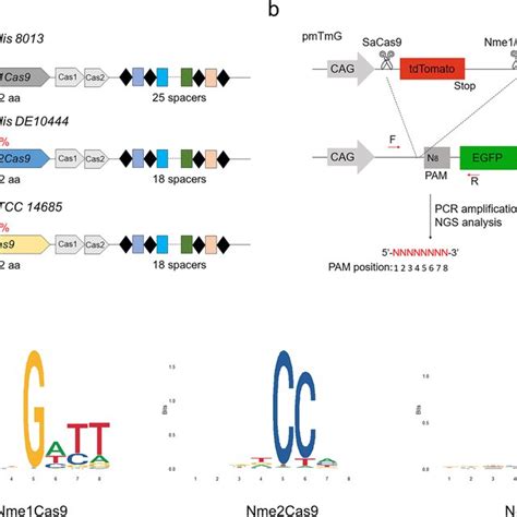 Pam Identification By Pam Dose A Schematic Showing The Crisprcas Loci Download Scientific