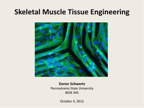 Ppt Skeletal Muscle Tissue Engineering Powerpoint Presentation Free Download Id2000121