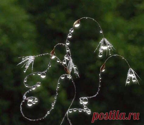 капельки росы | природа | Постила