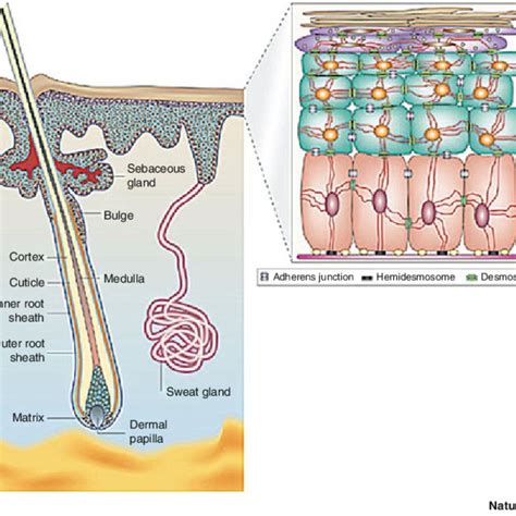Skin Structure And Function The Human Epidermis Evolves