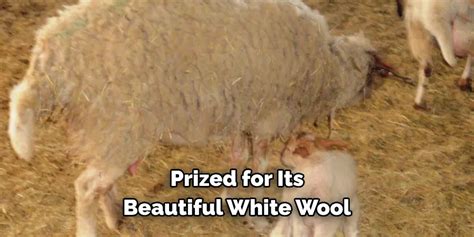 Assaf Spiritual Meaning Symbolism And Totem Explained 2026