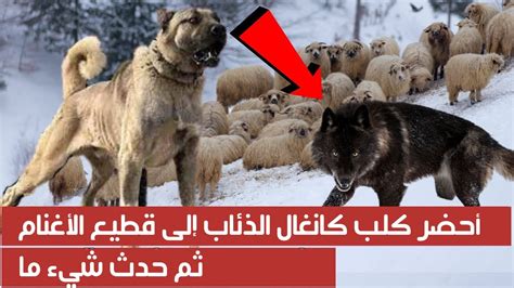 أحضر كلب كانغال الذئاب إلى قطيع الأغنام ثم حدث شيء ما Youtube