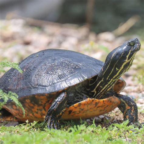 7 Types Of Cooter Turtles Care Guide All Turtles