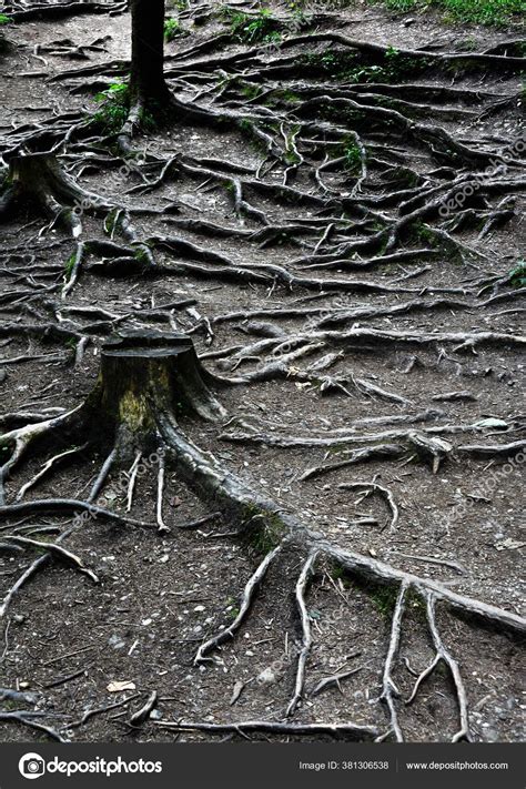 Vertical Shot Impressive Surface Tree Roots Stock Photo By Wirestock