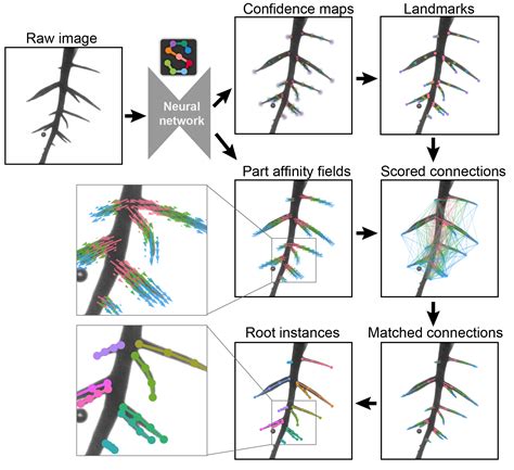 Spls Seminar Automated Root System Phenotyping Using Deep Learning