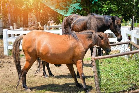 14 Early Warning Signs Of Laminitis In Horses Countdown Mad Barn