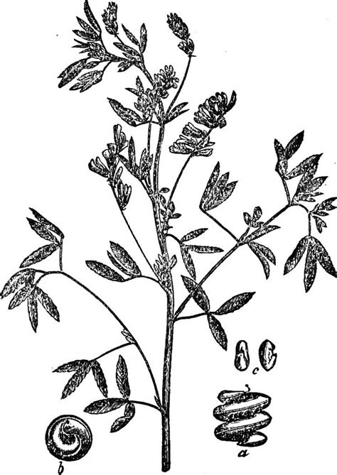 Image From Page 439 Of A Manual Of Poisonous Plants Chie Flickr