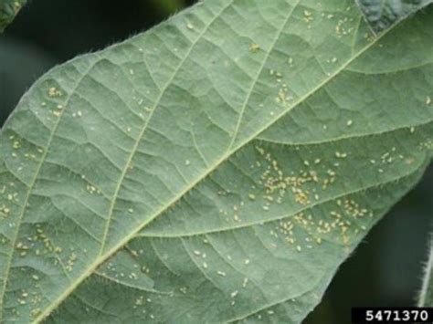 Scouting For Soybean Aphid Ada Icon