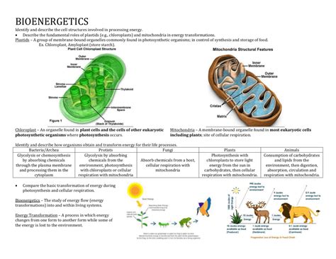 Bioenergetics