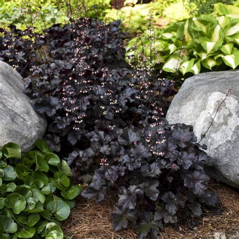 Primo® Black Pearl Coral Bells Heuchera Hybrid Proven Winners
