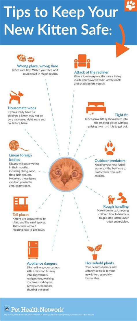 10 Tips To Keep Your New Kitten Safe Kitten Care Cat Care Tips Cat Care
