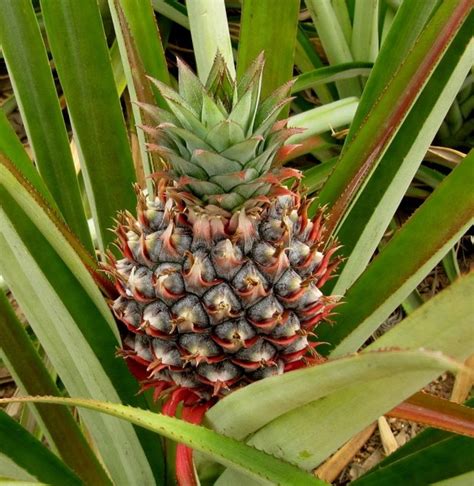 Jangan Lewatkan Contoh Bunga Nanas Super Keren Informasi Seputar Tanaman Hias