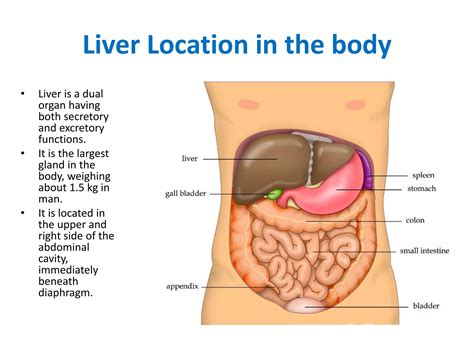 Functional Anatomy Of Liver Functional Anatomy Of Biliary System Functions Of Liver Functions