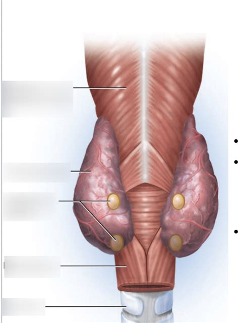 Parathyroid Diagram Quizlet