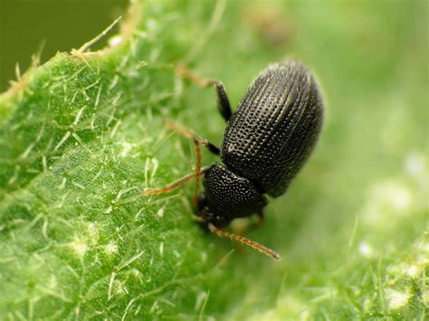 Identify And Control Flea Beetles