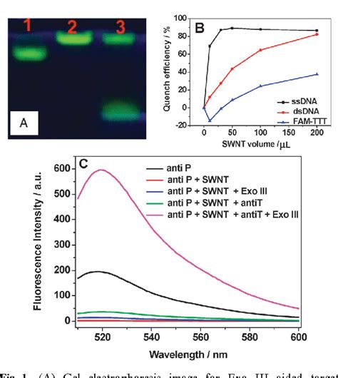 Figure 1 From A Novel Exonuclease Iii Aided Amplification Method For
