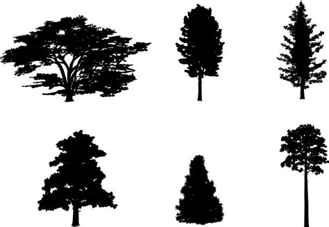 Pine Tree Royalty Free Vector Image VectorStock