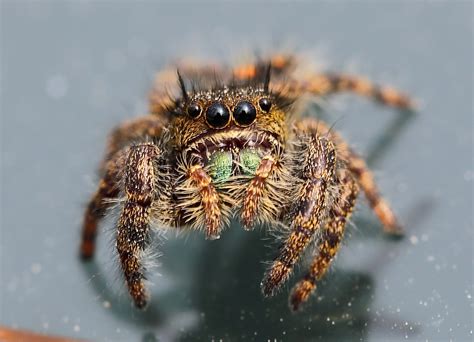 Ohio Birds And Biodiversity Jumping Spider