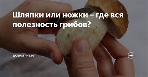 Шляпки или ножки – где вся полезность грибов? | Доброгриб.ру | Дзен