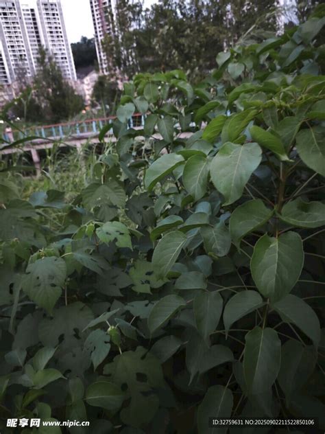 绿植间的身影摄影图树木树叶生物世界摄影图库昵图网