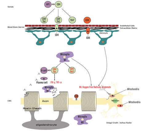 Immunopathogenesis Of Multiple Sclerosis