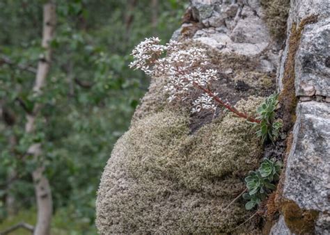 Discover The National Flower Of Norway The Pyramidal Saxifrage A Z