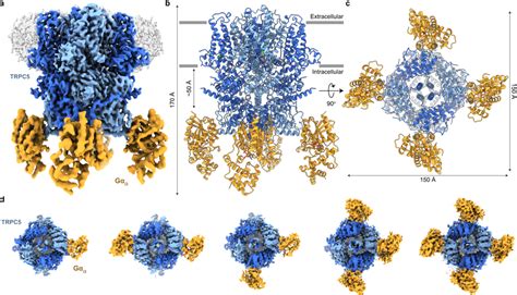 Overall Architecture Of The Trpc5 Gαi3 Complex A Composite Map Of The Download Scientific