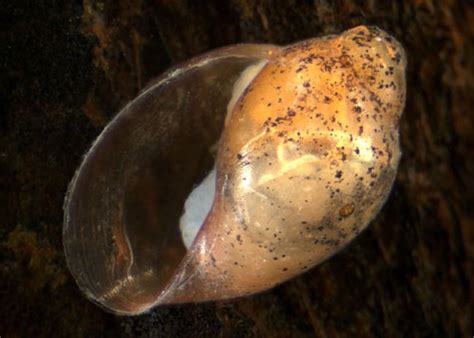 Snail Physa Manaaki Whenua