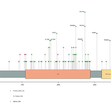 Representation Of The Distribution Of Mutations In The Tp53 Gene