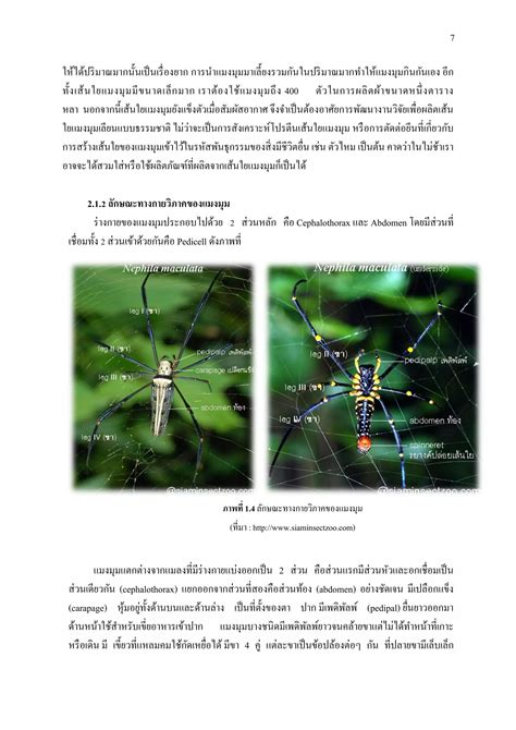 1 รายงานโครงงานวิทยาศาสตร์2557 สำรวจแมงมุม ศพว Pdf