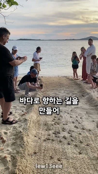 수백마리의 바다거북이를 Youtube