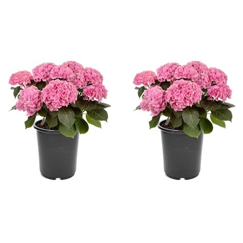 Hydrangea Macrophylla Hi River Pink Flowering Shrub In 25 Quart Pot