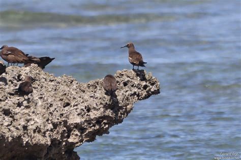 Noddi Brun Adulte Gevi331997