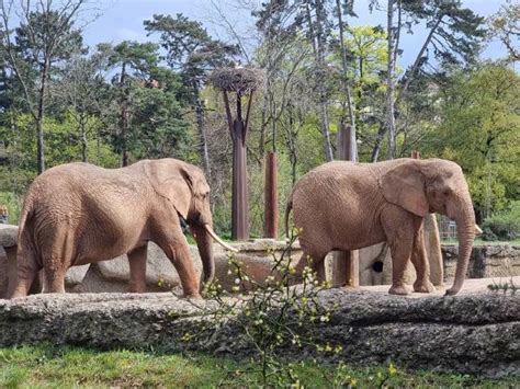 Zoo Basel Basel What To Expect Timings Tips Trip Ideas By Makemytrip Zoo Basel Basel What To Expect Timings Tips Trip Ideas By Makemytrip