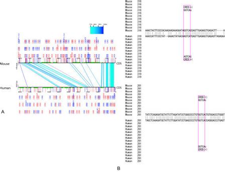 Cre Prediction By Realignerv Followed By Experimental Validation The