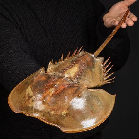 Limulo O Granchio Reale Messico