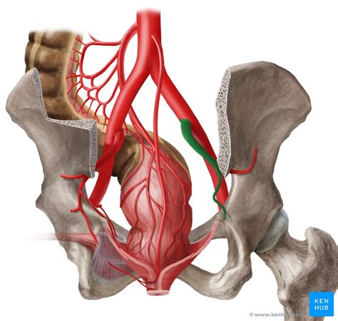 Internal Iliac Artery Angiographic Anatomy Of The Male Pelvic Arteries