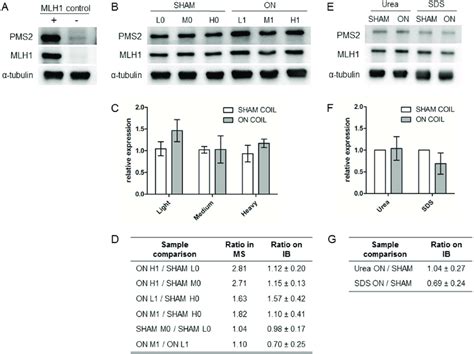 Quantitative Immunoblot Analysis Of Mlh1 Expression In The Vh10 Cell Download Scientific