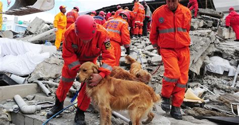 Unam Abre Convocatoria Para Curso De Perros Rescatistas Así Puedes